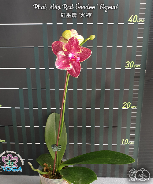 美琪園藝 Miki Orchid